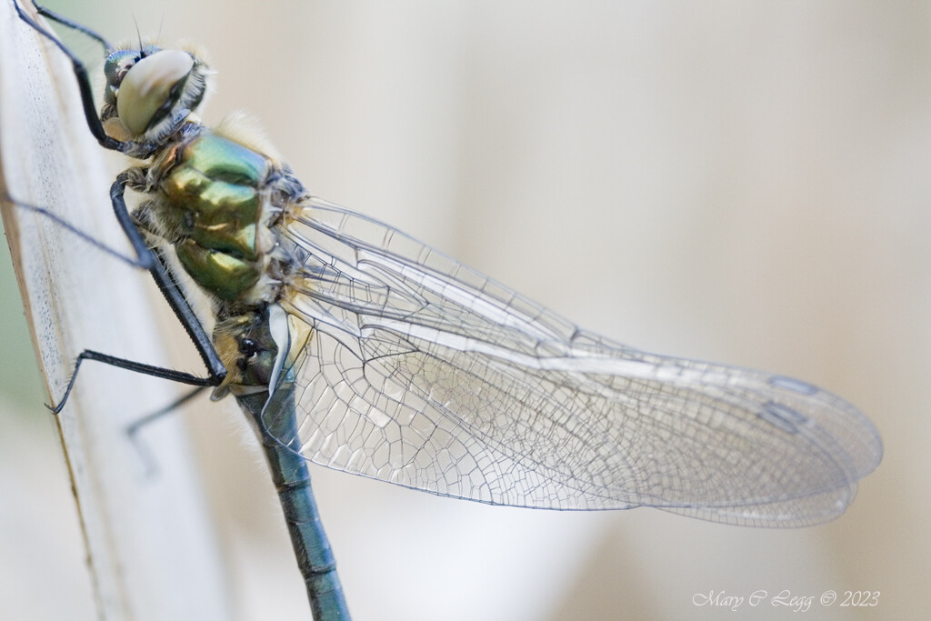 Eleanor Rees (@eleanorrees@mas.to) - mas.to