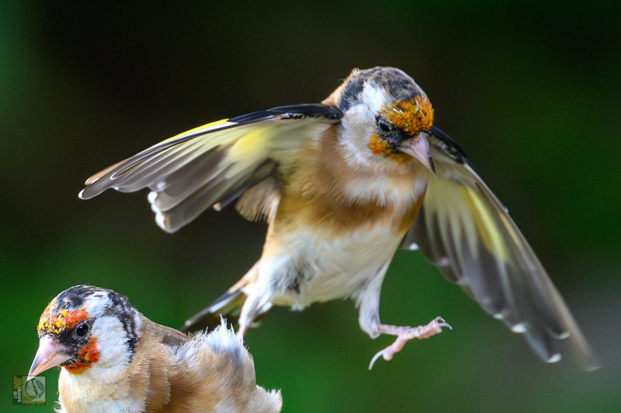 Capypara (@capypara@guild.pmdcollab.org) - PMDCollab Guild