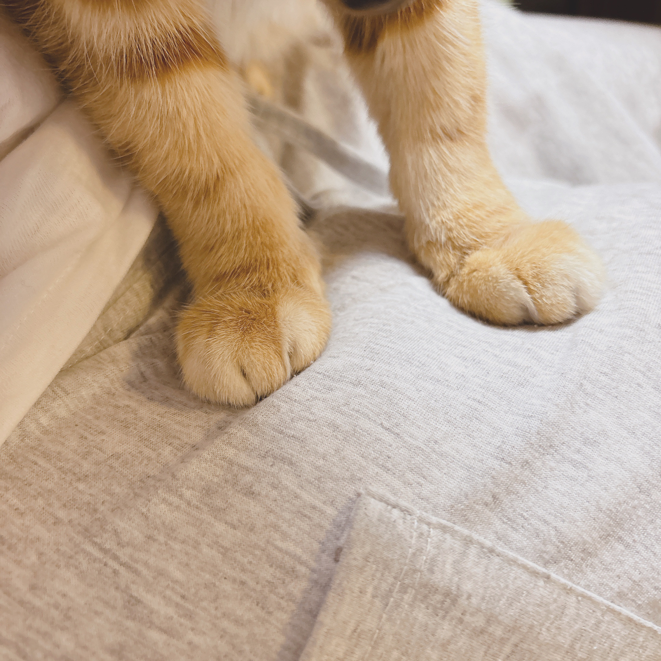 じゃん子 (@Django37564@fedibird.com) - Fedibird